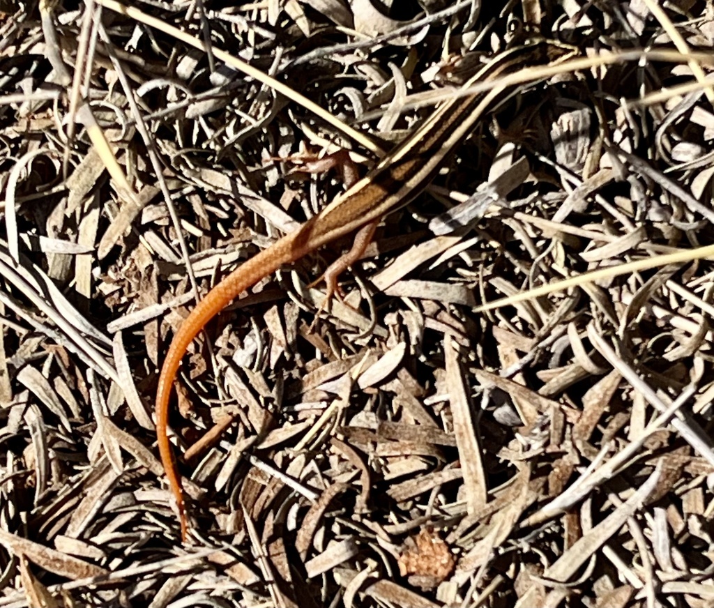 Lined Firetail Skink from Cape Range National Park, Cape Range National ...