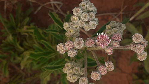Gyptis crassipes · iNaturalist United Kingdom