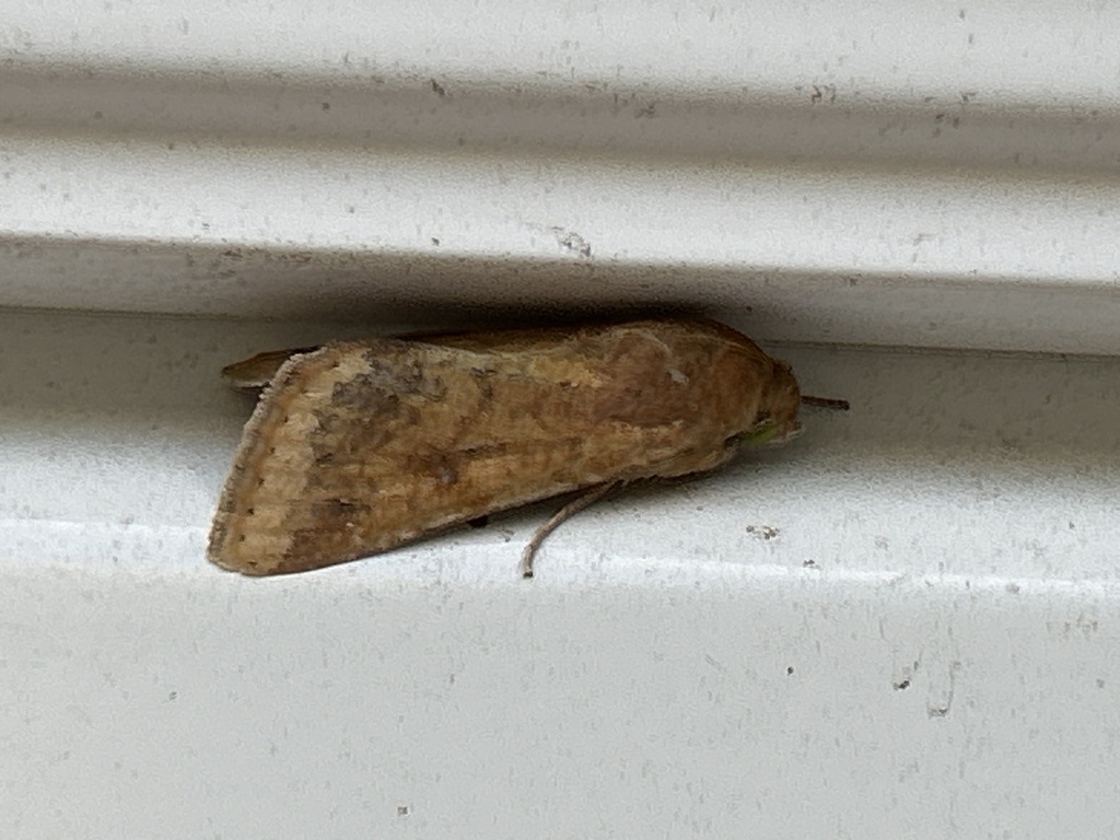 Corn Earworm Moth from Thornbrook Rd, Ellicott City, MD, US on ...