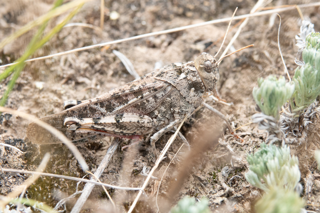 Angaracris barabensis from 中国甘肃省兰州市榆中县 on September 02, 2024 at 11:10 ...