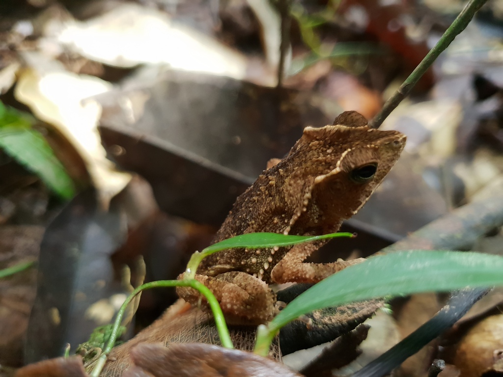 Beaked Toads from Leticia, Amazonas, Colombia on November 15, 2018 at ...