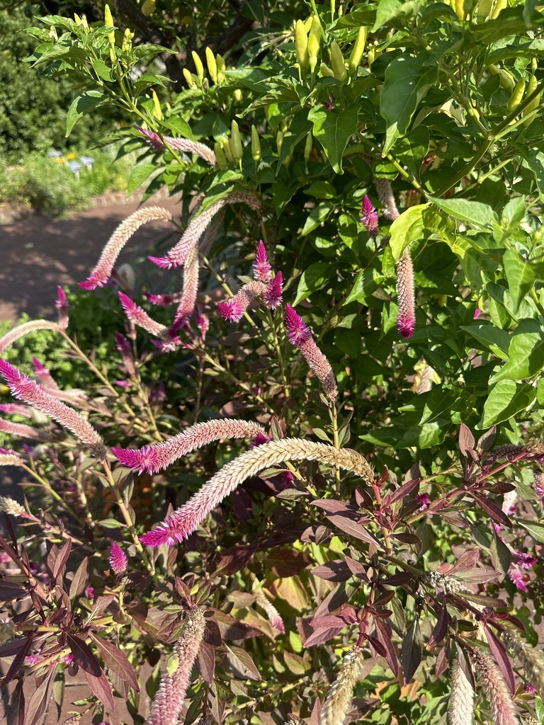 Cockscombs from U.S. National Arboretum, Washington, DC, US on ...