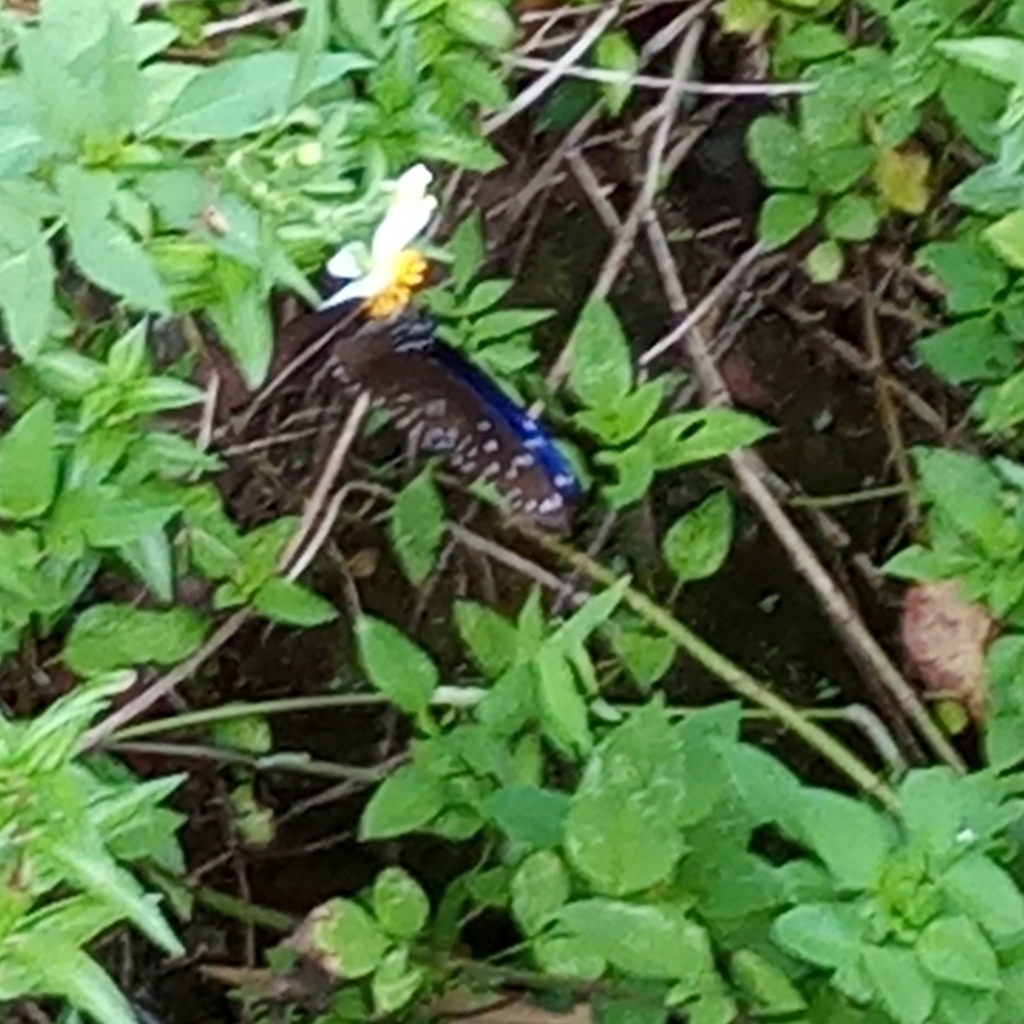 Striped Blue Crow from 280-1 Koniya, Setouchi, Oshima District, Kagoshima 894-1508, Japan on ...