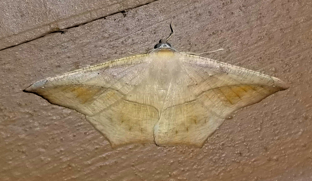 Large Maple Spanworm Moth from Fentress County, TN, USA on September 2 ...