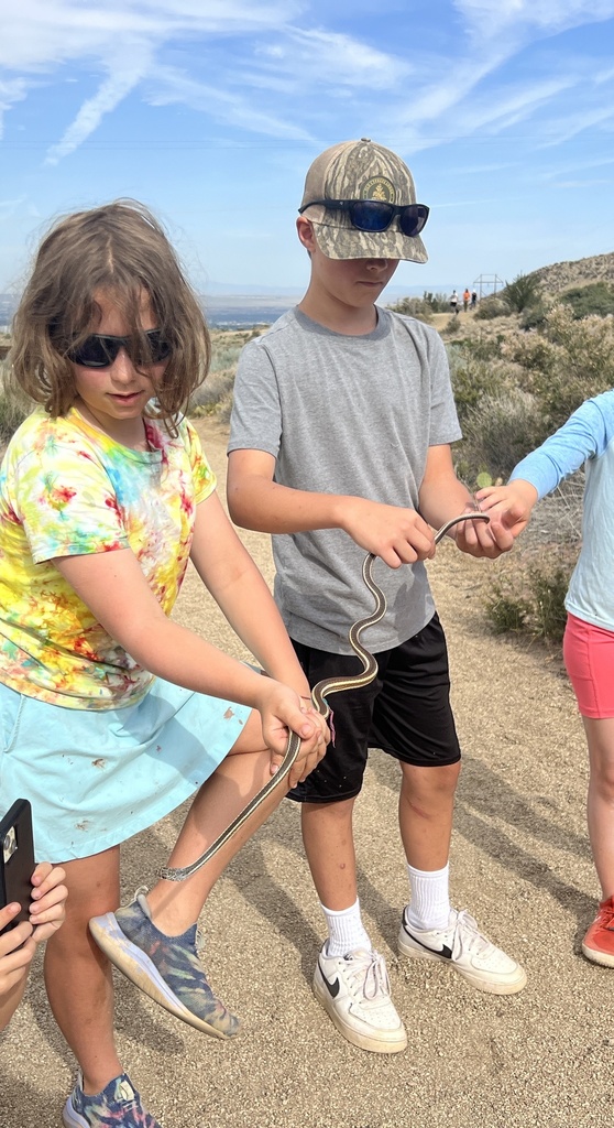 Desert Striped Whipsnake from Cibola National Forest, Albuquerque, NM ...