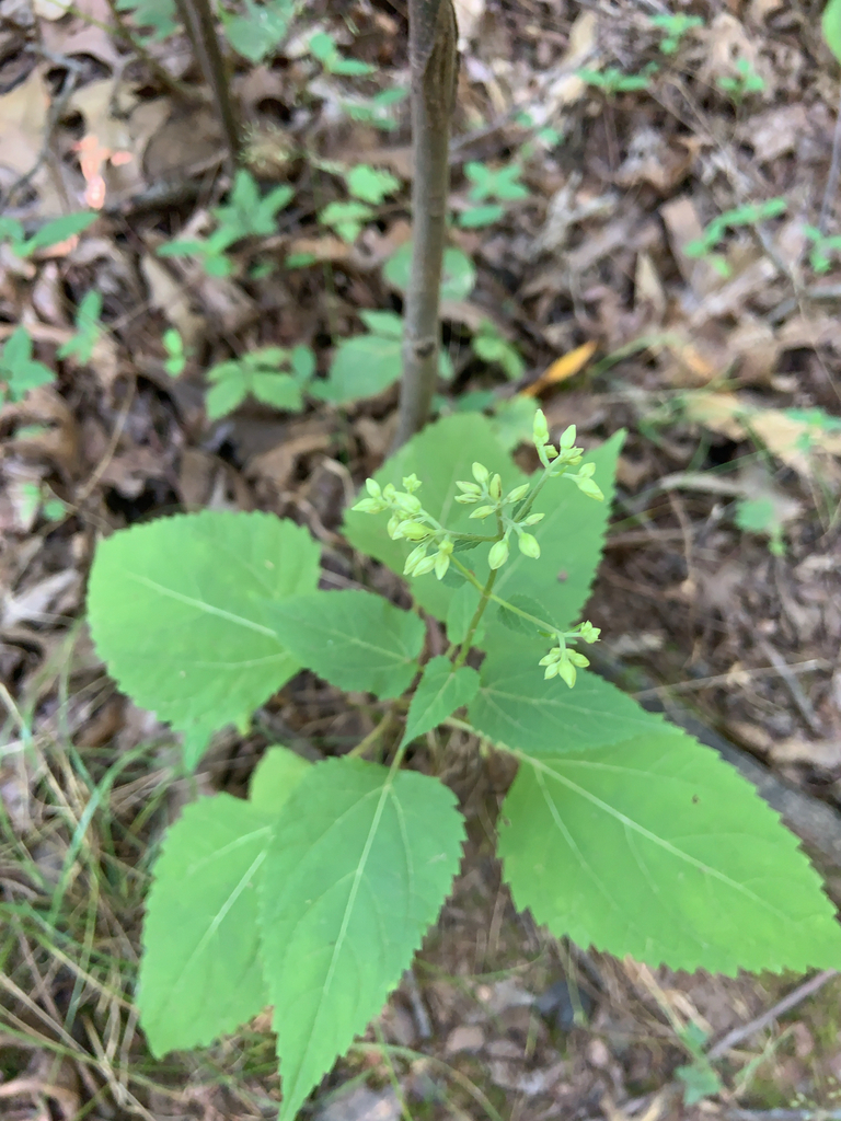 Dicots from Loudoun County, US-VA, US on September 2, 2024 at 12:07 PM ...