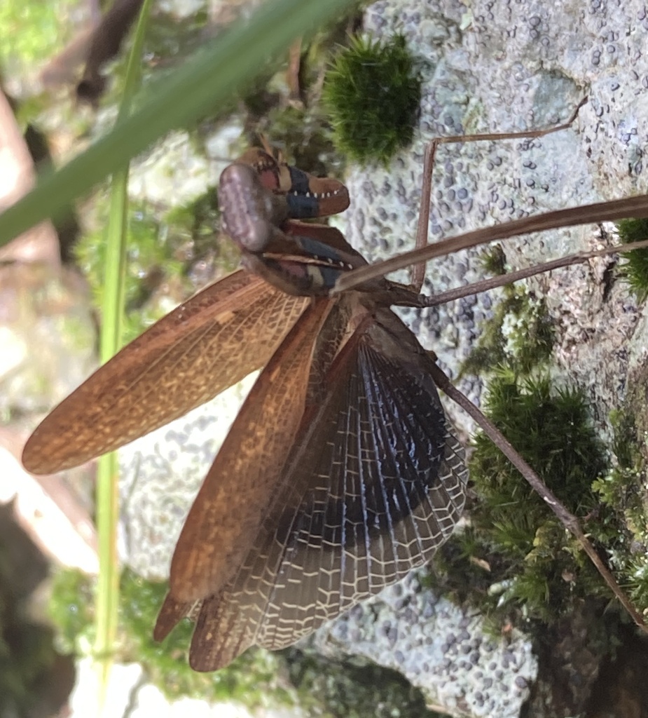 Statilia maculata maculata from Honshu, Kyoto, Kyoto, JP on September 2 ...
