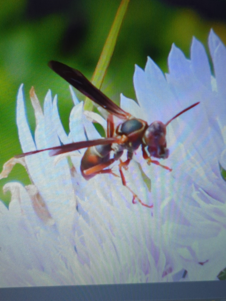 fuscatus-group Paper Wasps from Asheboro, NC 27205, USA on September 02 ...