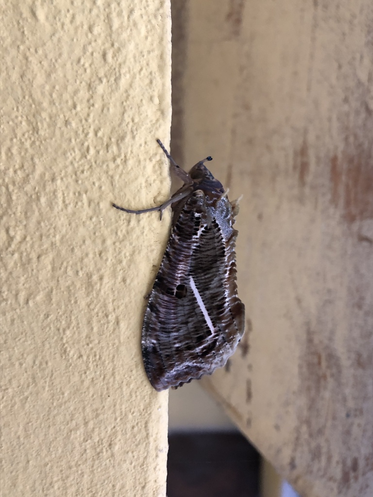Eudocima apta from Parque Nacional El Tepozteco, Tepoztlán, Mor., MX on ...