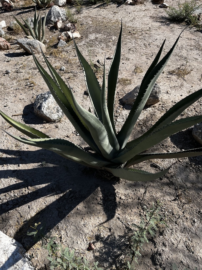 Maguey pulquero desde Mapimí, Dgo., México el 21 de agosto de 2024 a ...
