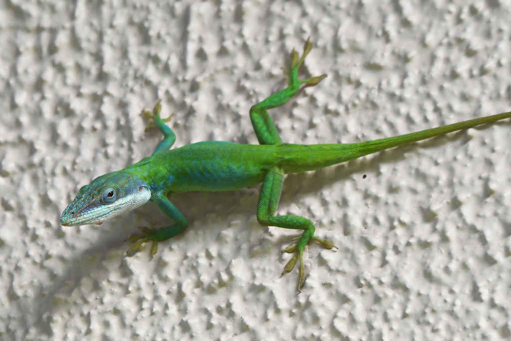 Allison's Anole from Varadero, Cuba on August 25, 2024 at 08:50 AM by ...