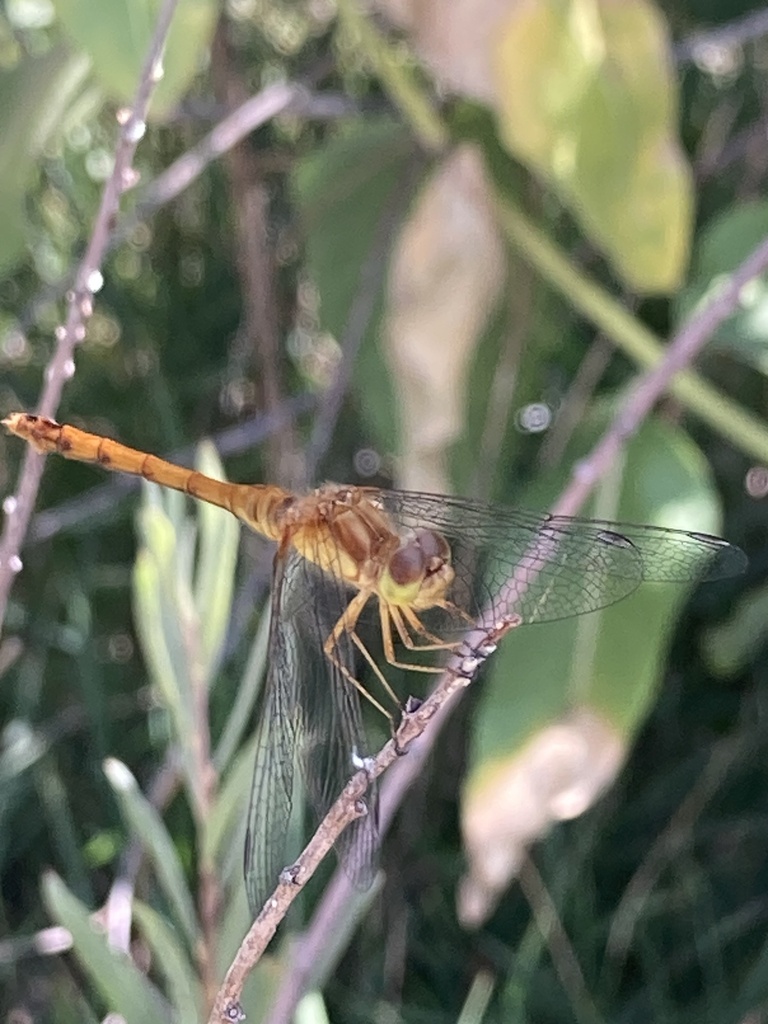 Autumn Meadowhawk from E Boulder-White Rocks Trail, Boulder, CO, US on ...