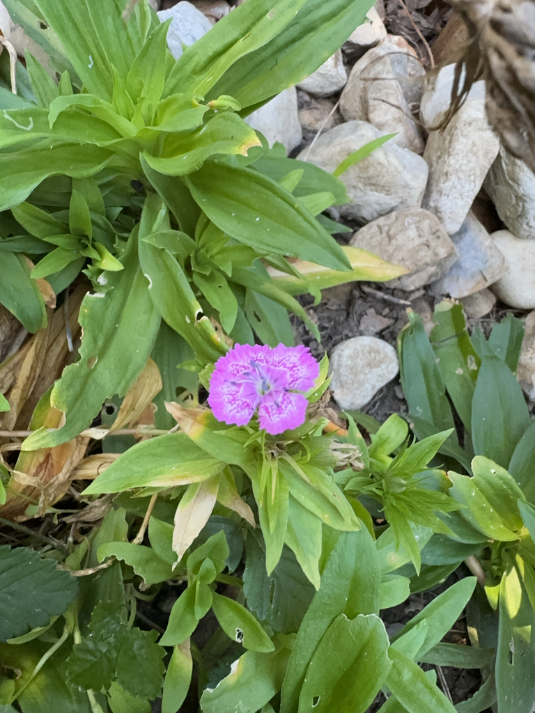 Sweet-William from Bellevue on September 2, 2024 at 02:51 PM by Daniel ...