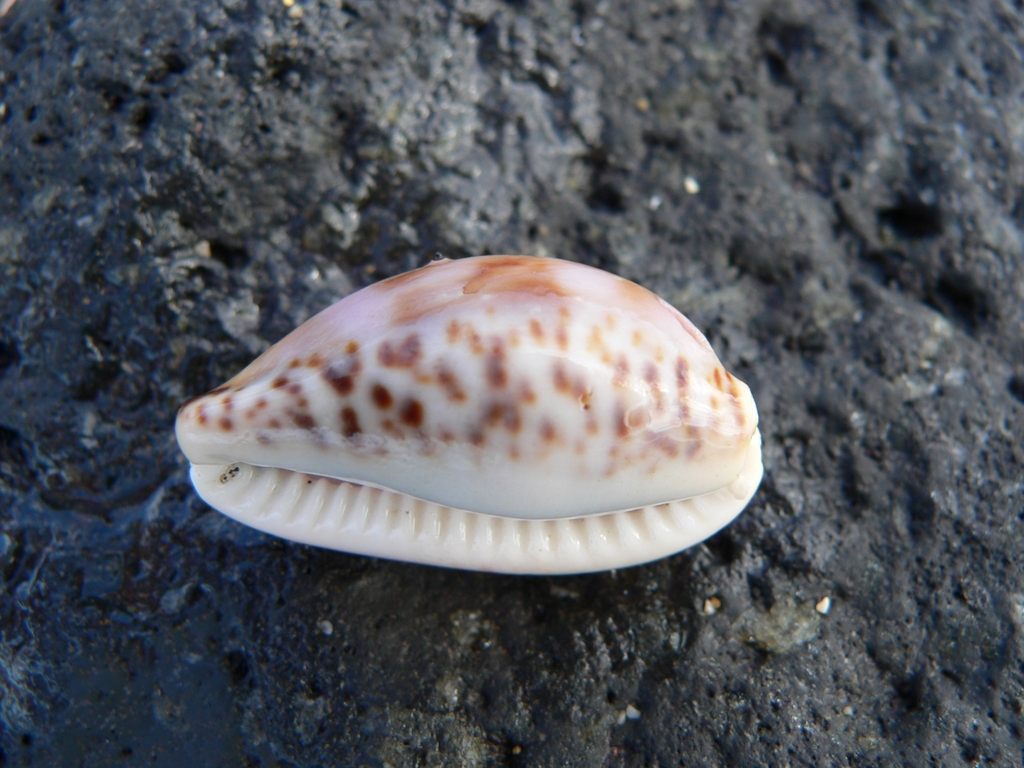 black-spotted cowrie from Isabela Island, Ecuador on March 31, 2008 at ...
