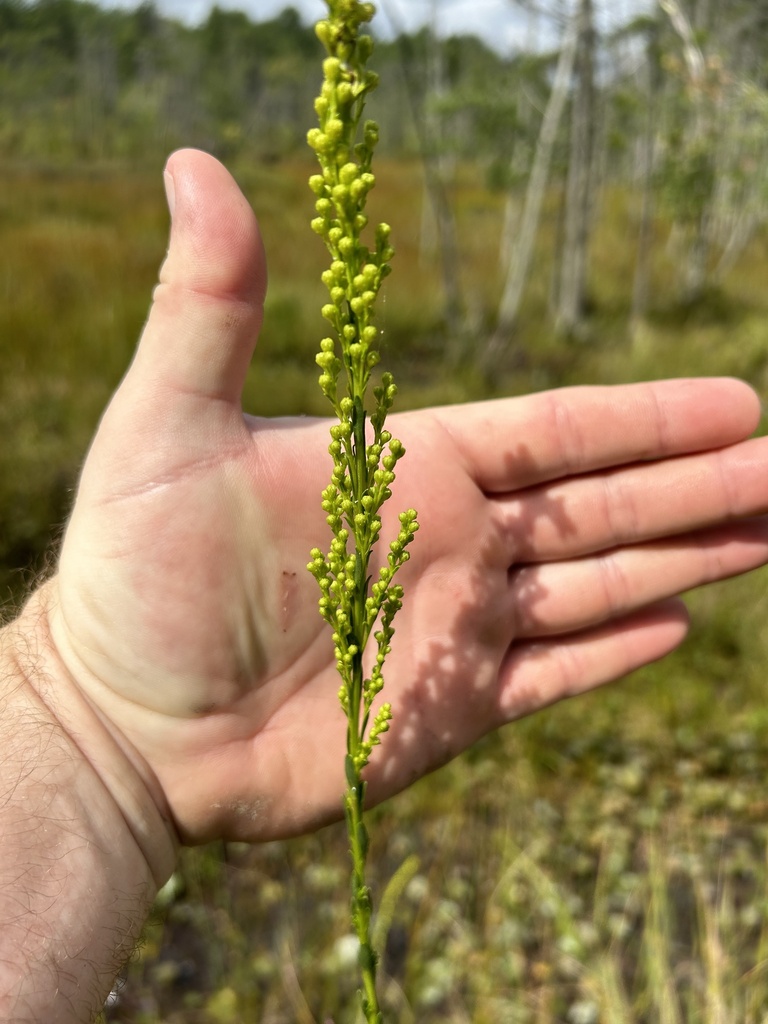 Pine Barren Bog Goldenrod in August 2024 by dcvmnaturalist · iNaturalist