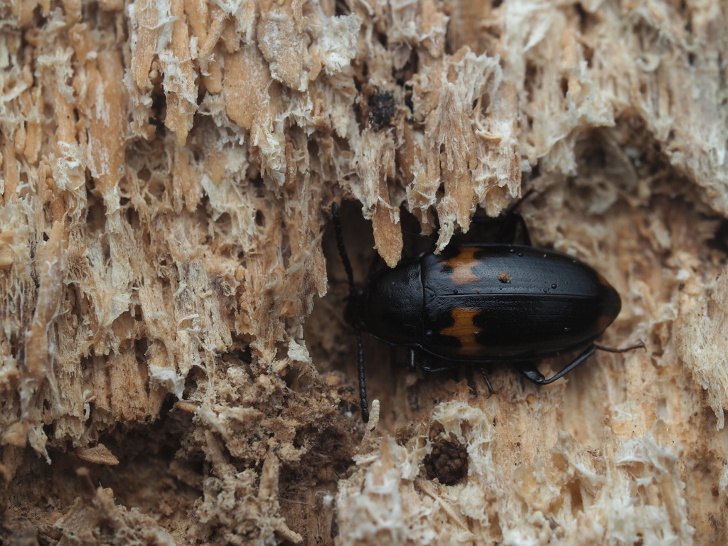 Basanus erotyloides in June 2024 by 栗鼠 · iNaturalist