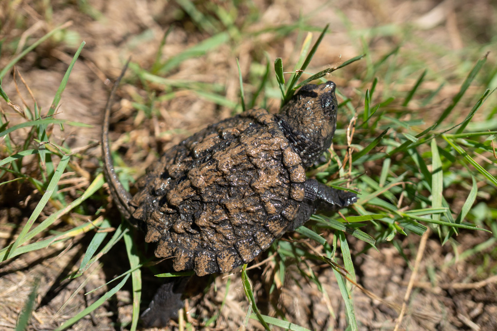 Common Snapping Turtle from Eastern Charlotte, NB, Canada on September ...