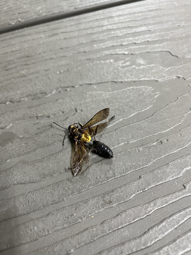 Golden-reined Digger Wasp from Pecan Springs Ct, Dallas, NC, US on ...