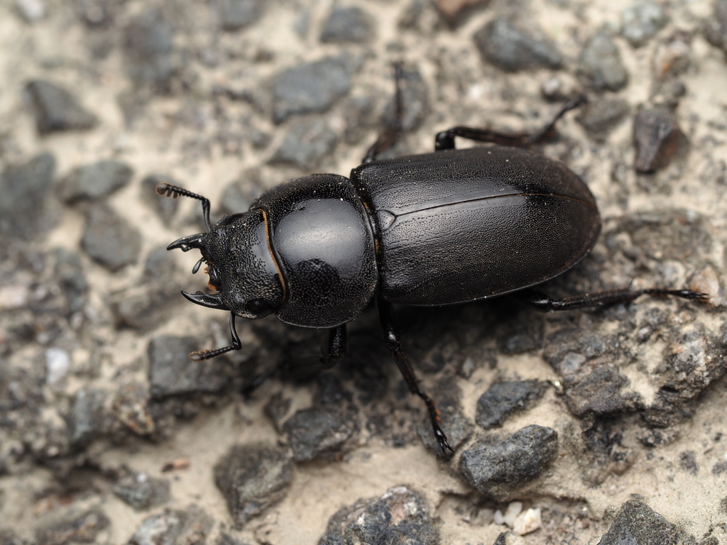 Dorcus rectus rectus from 本州, 交野市, 大阪府, JP on June 29, 2024 at 07:36 PM ...