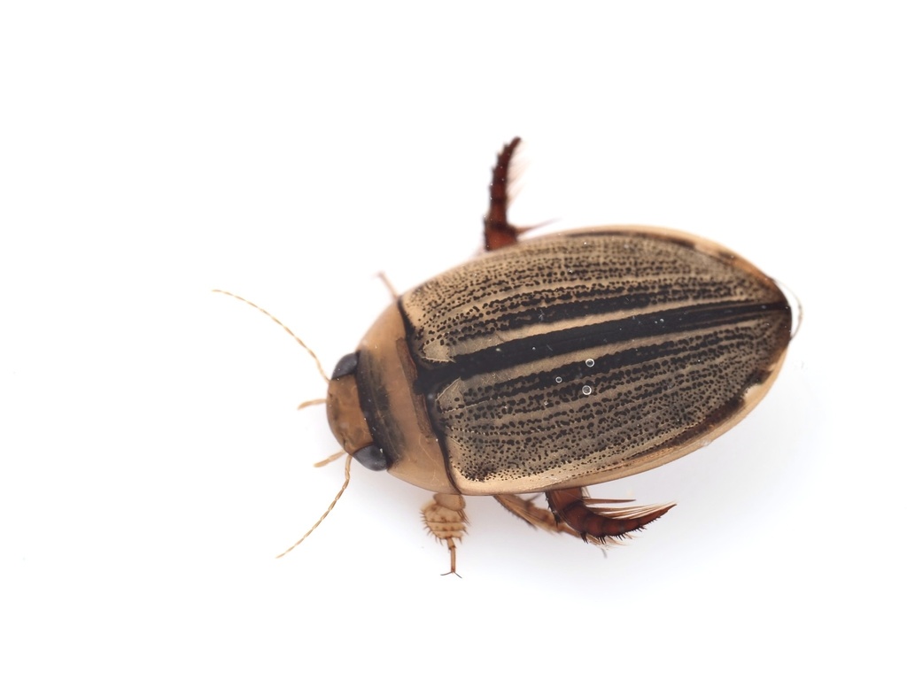 Hydaticus grammicus from 本州, 交野市, 大阪府, JP on June 29, 2024 at 08:50 PM ...