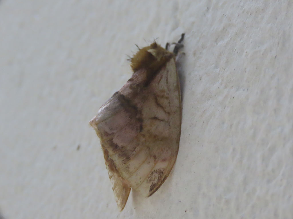 Molippa from 64VJ+Q7V, Las Lajas, Provincia de Chiriquí, Panamá on ...