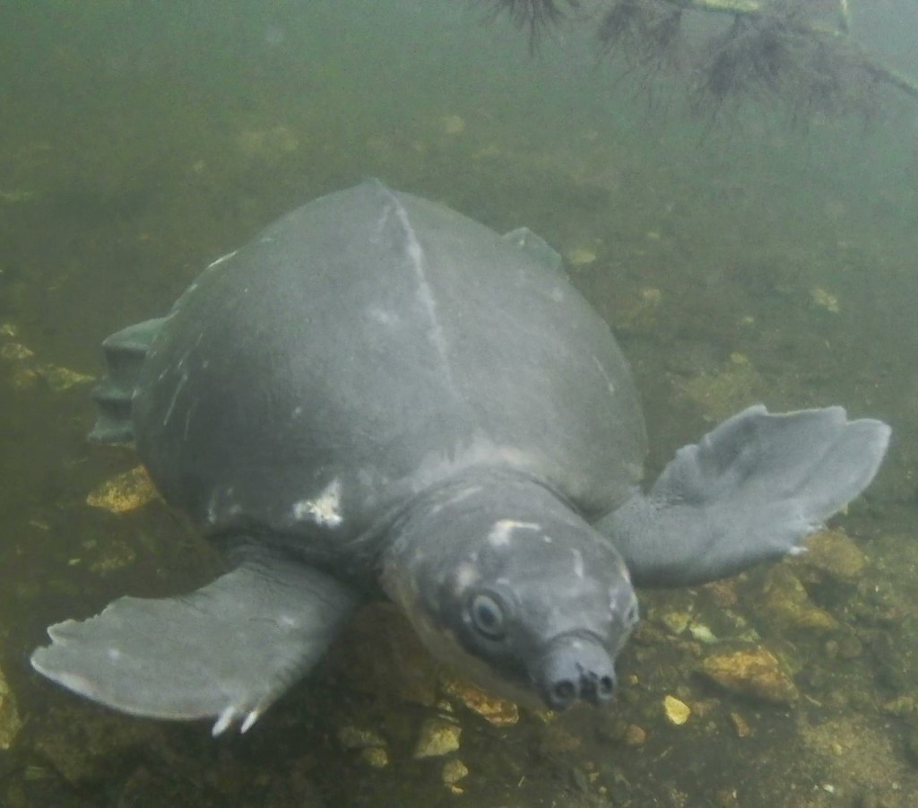 Pig-nosed Turtle in May 2018 by jorgejuanrueda · iNaturalist