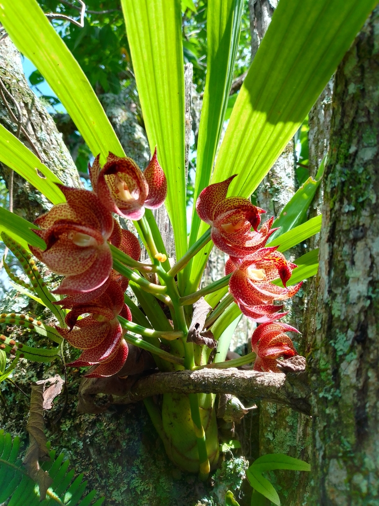 Mormodes aromatica from 30379 Chis., México on September 2, 2024 at 01: ...