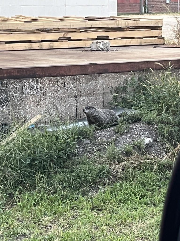 Groundhog from Iron St, North Kansas City, MO, US on September 2, 2024 ...