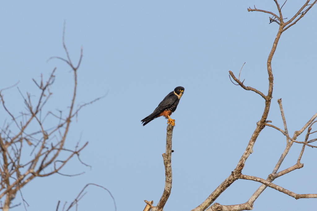 Bat Falcon from Mucajaí, RR, 69340-000, Brasil on August 25, 2024 at 08 ...