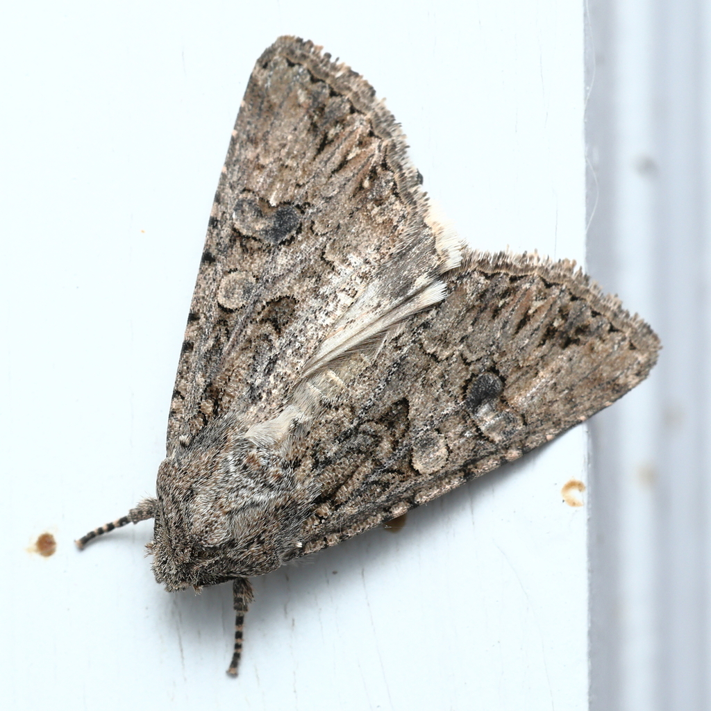 Nutmeg Moth in September 2024 by Lane Nielson · iNaturalist