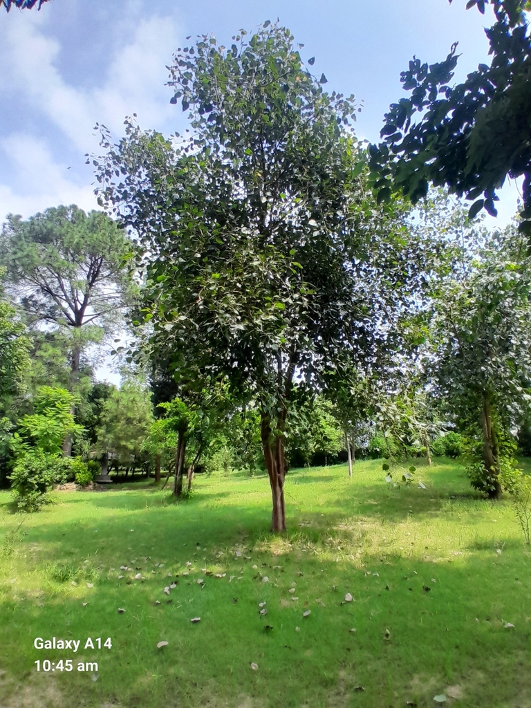 Sacred fig in September 2024 by a4gj9hwq. Order: Rosales Tribe: Ficeae ...