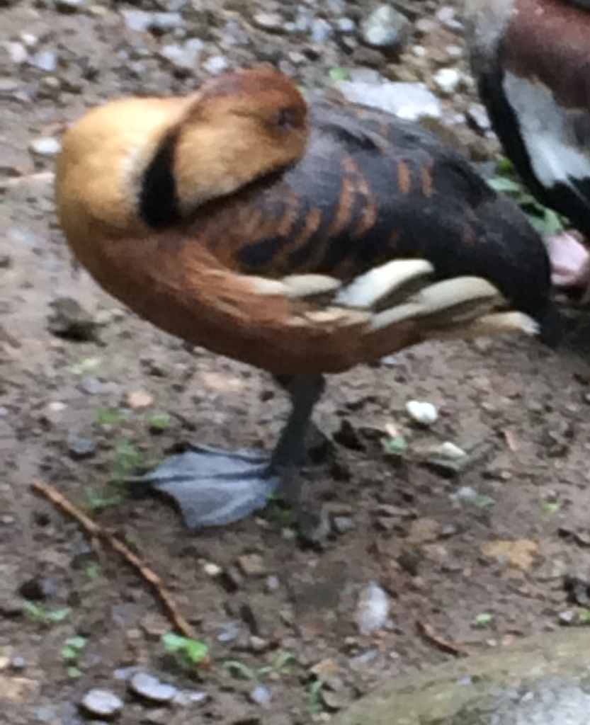 Fulvous Whistling-Duck from Amaru Zoológico Bioparque, Cuenca, Azuay ...