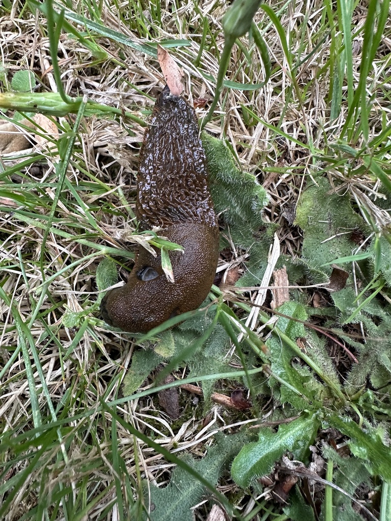 Black Slug from Washington Park Arboretum, Seattle, WA, US on September ...