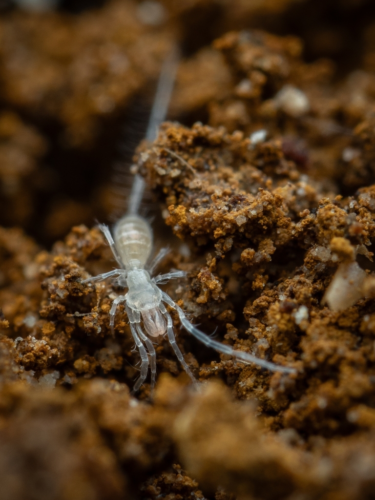 Micro Whipscorpions in August 2024 by Andrés Better. In dark zone of ...