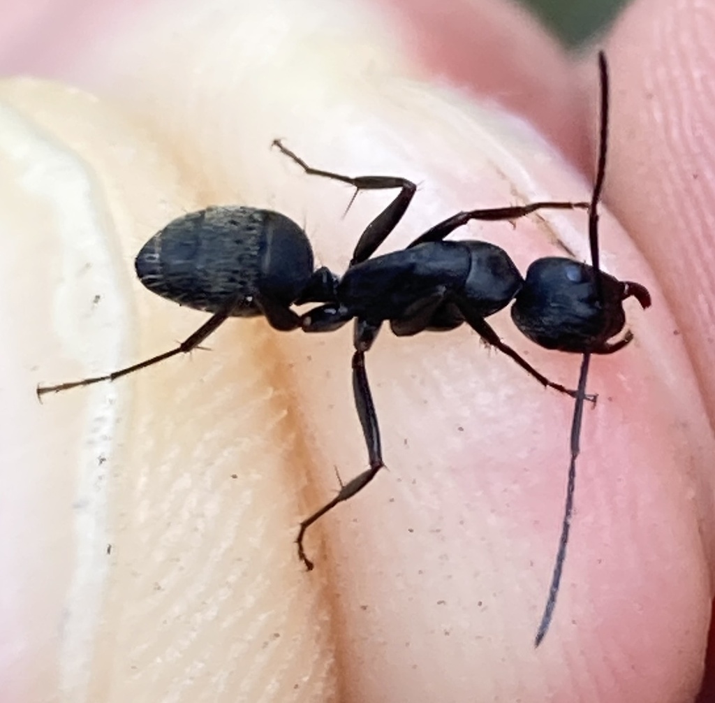 Japanese Carpenter Ant from Kinkaku-ji, Kyoto, Kyoto, JP on September 3 ...