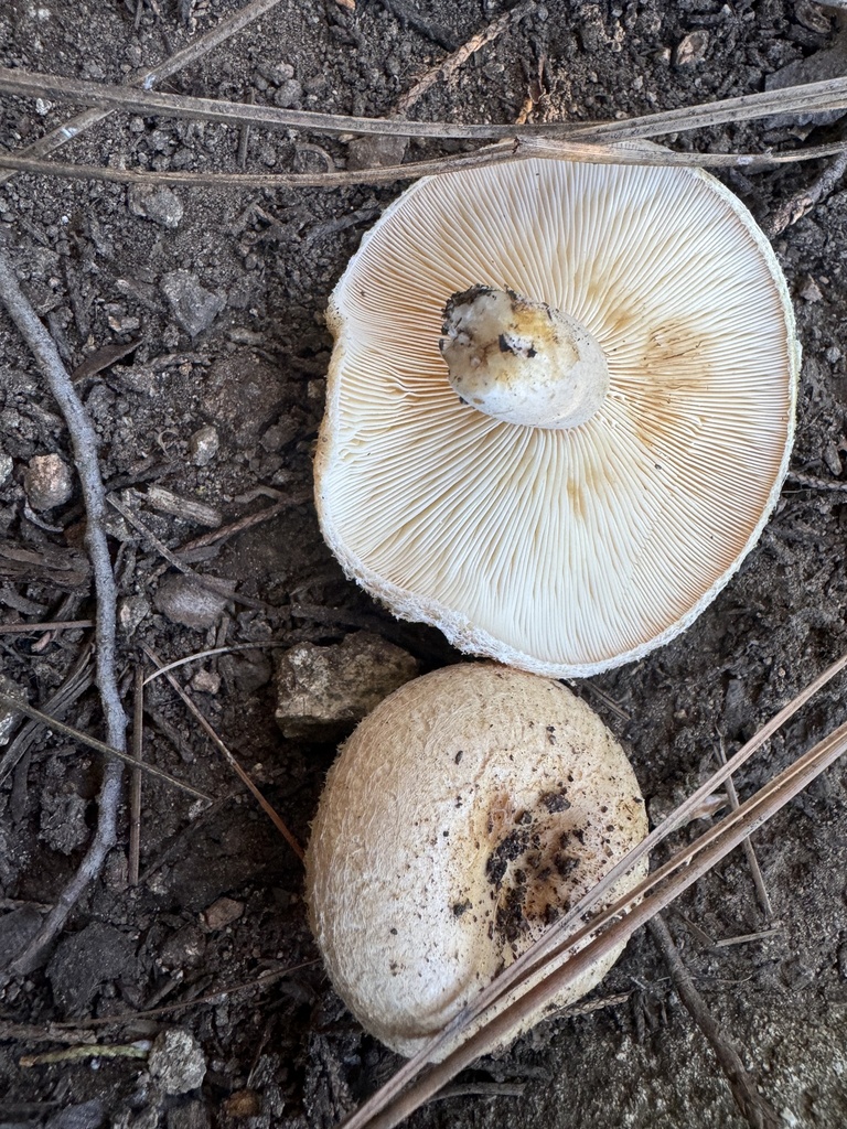 Downy milk cap from Coronado National Forest, Nogales, AZ, US on ...