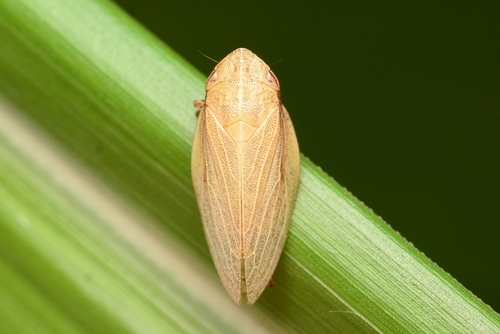 Petaphora maritima · iNaturalist United Kingdom