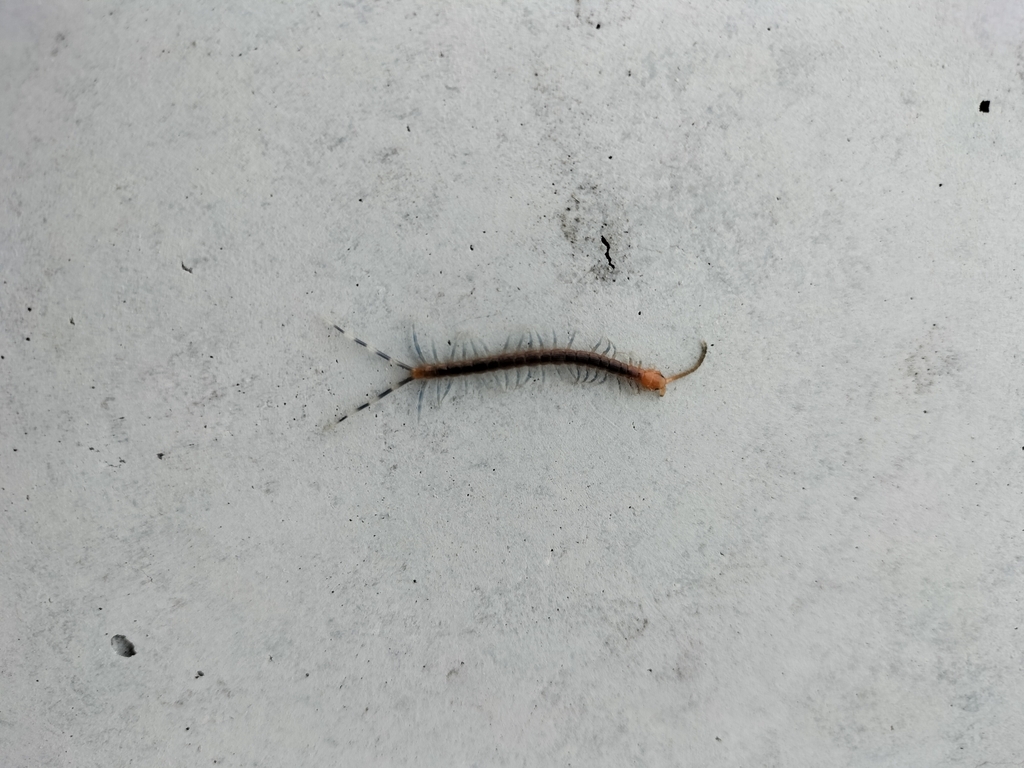 Otostigmus scaber from 日本、〒525-0058 滋賀県草津市野路東 on September 03, 2024 at 09:05 AM by epsilon ...