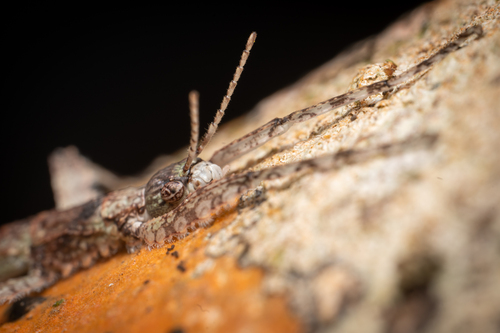 Epicharmus marchali · iNaturalist