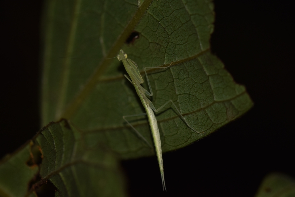Sinomantis denticulata from RW49+H8W, Suthep, Amphoe Mueang Chiang Mai ...