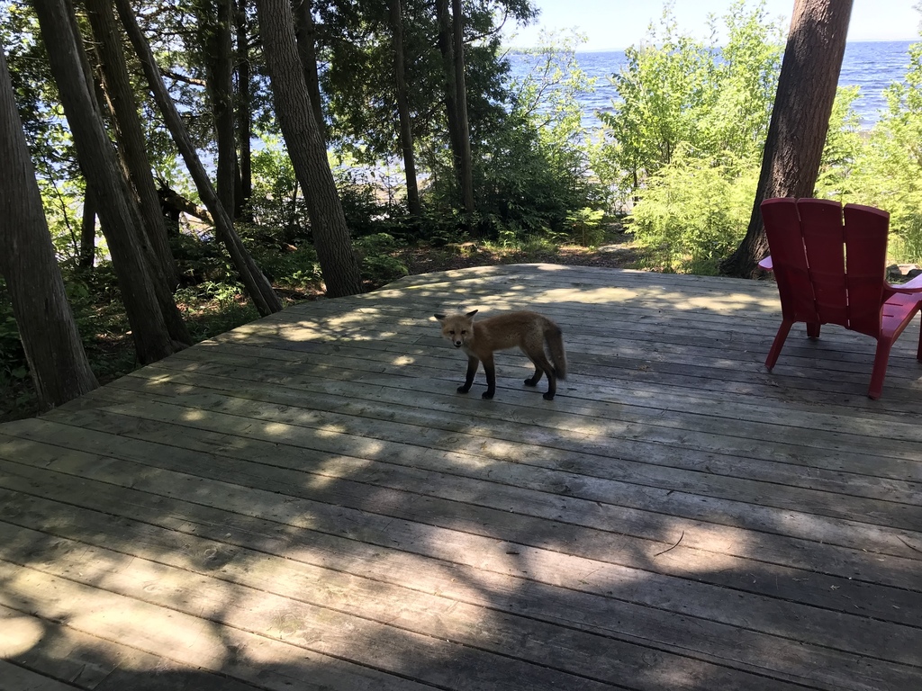 Red Fox from Georgian Bay Islands National Park, Georgian Bay, ON, CA ...