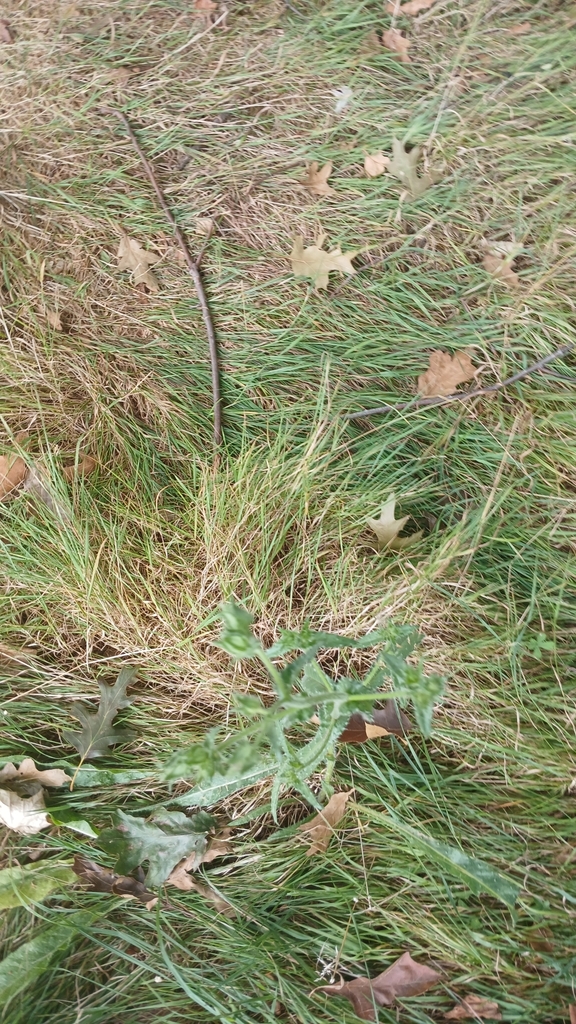 bristly oxtongue from University of Essex, Wivenhoe Park, Colchester ...
