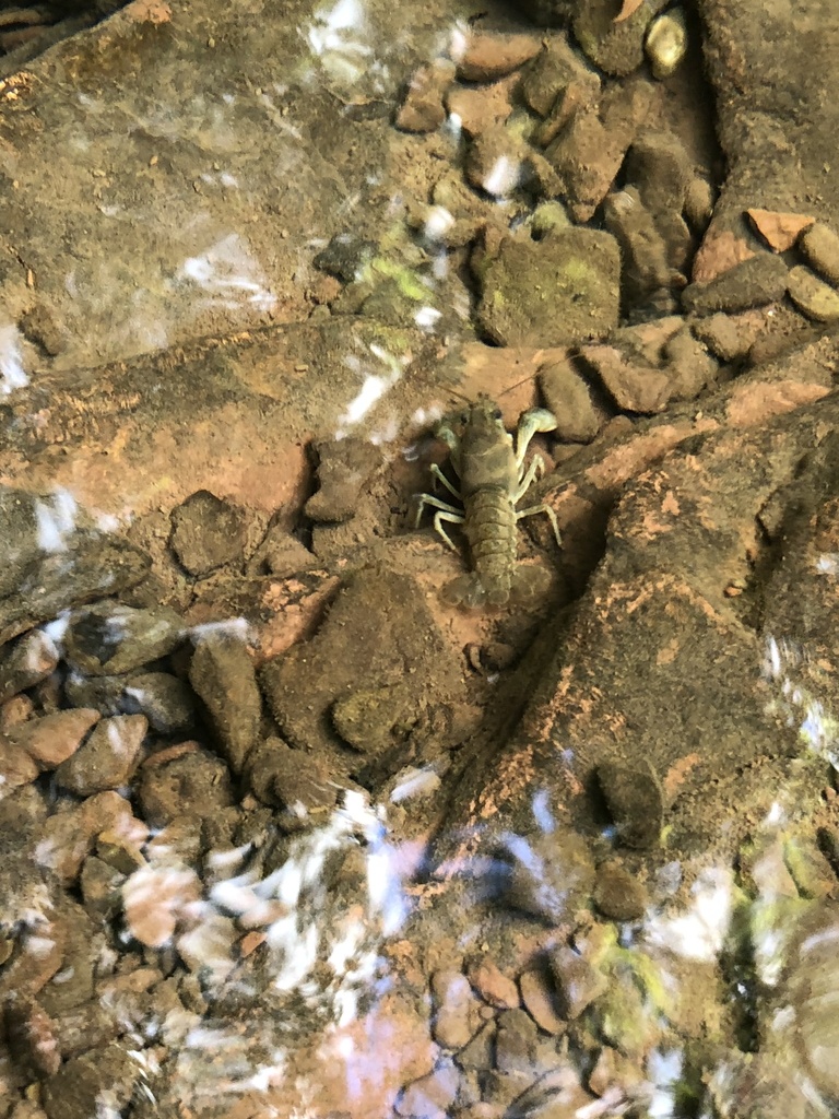 Northern Clearwater Crayfish in September 2024 by shinrinyoku · iNaturalist