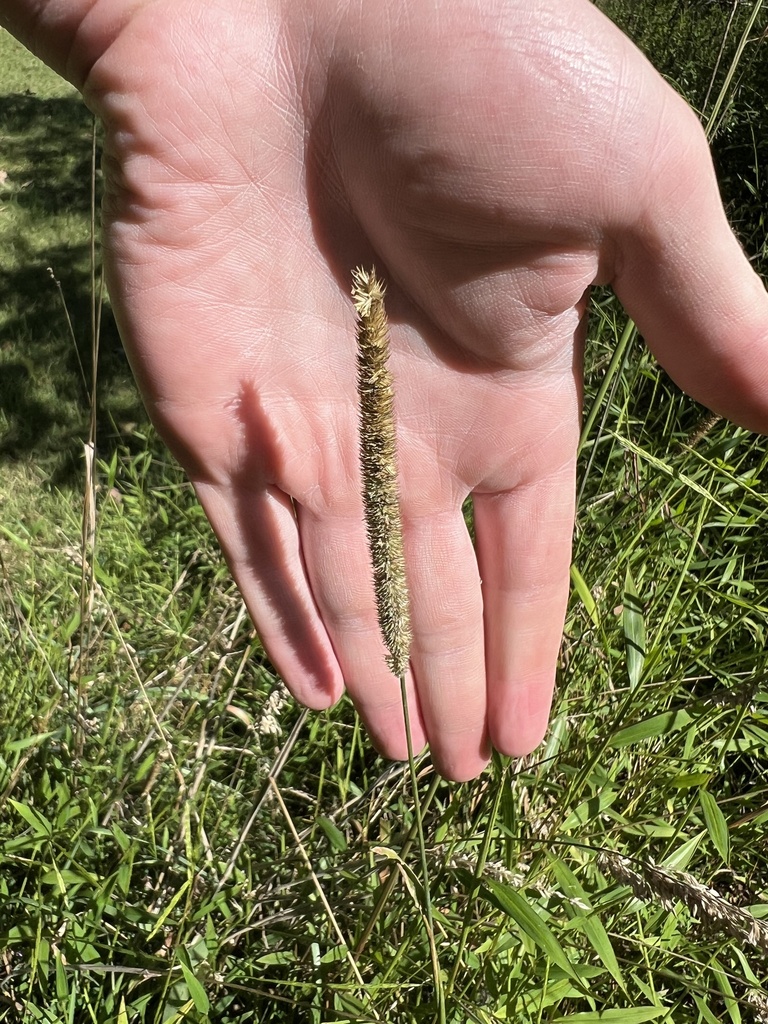 Timothy grass in September 2024 by Kyle Klotz · iNaturalist