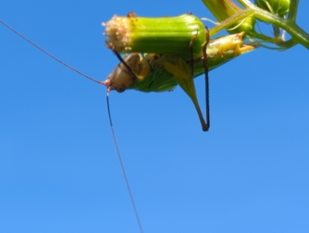 Black-legged Meadow Katydid from North East Citizens Action, Grand ...