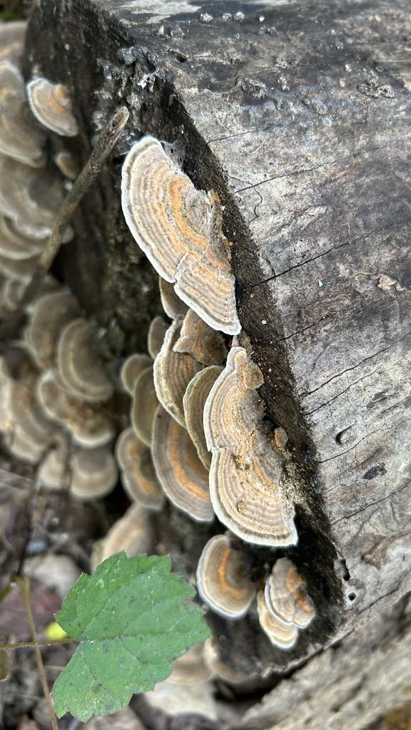 Gilled Polypore from SSR-D, Saint Charles, MO, US on September 3, 2024 ...