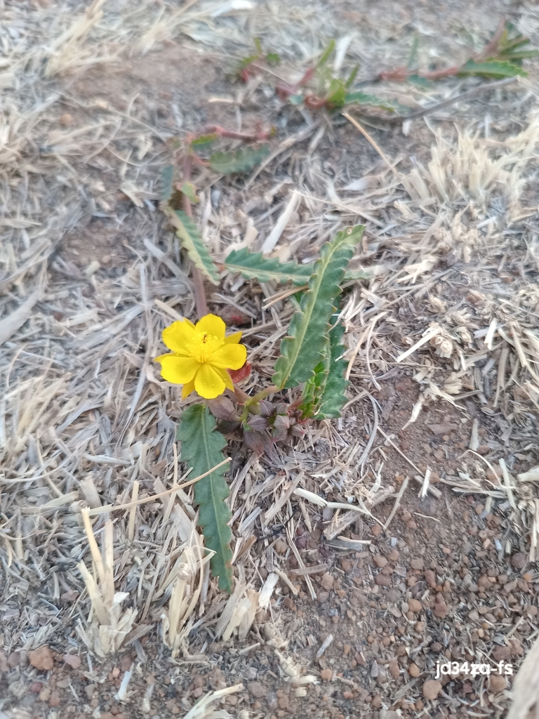 Gusha from Parys, 9585, South Africa on September 3, 2024 at 05:48 PM ...