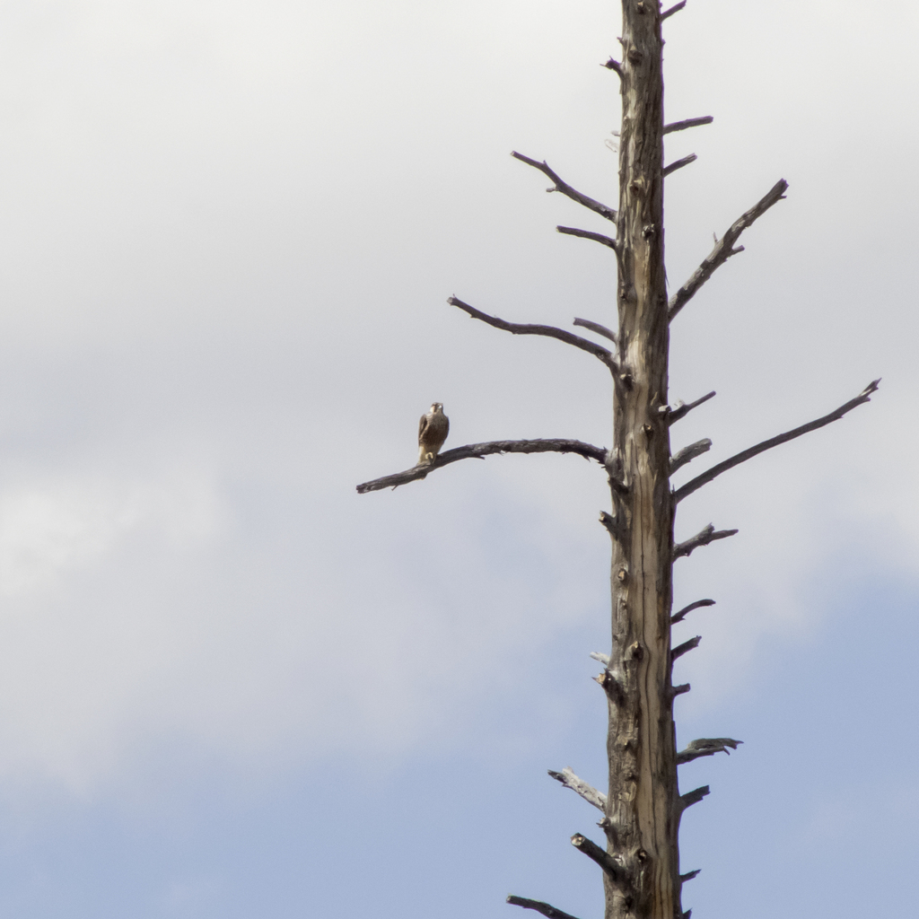 Halcones desde Ensenada, B.C., México el 31 de agosto de 2024 a las 01: ...