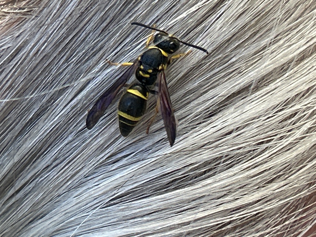 Smiling Mason Wasp from Thornbrook Rd, Ellicott City, MD, US on ...