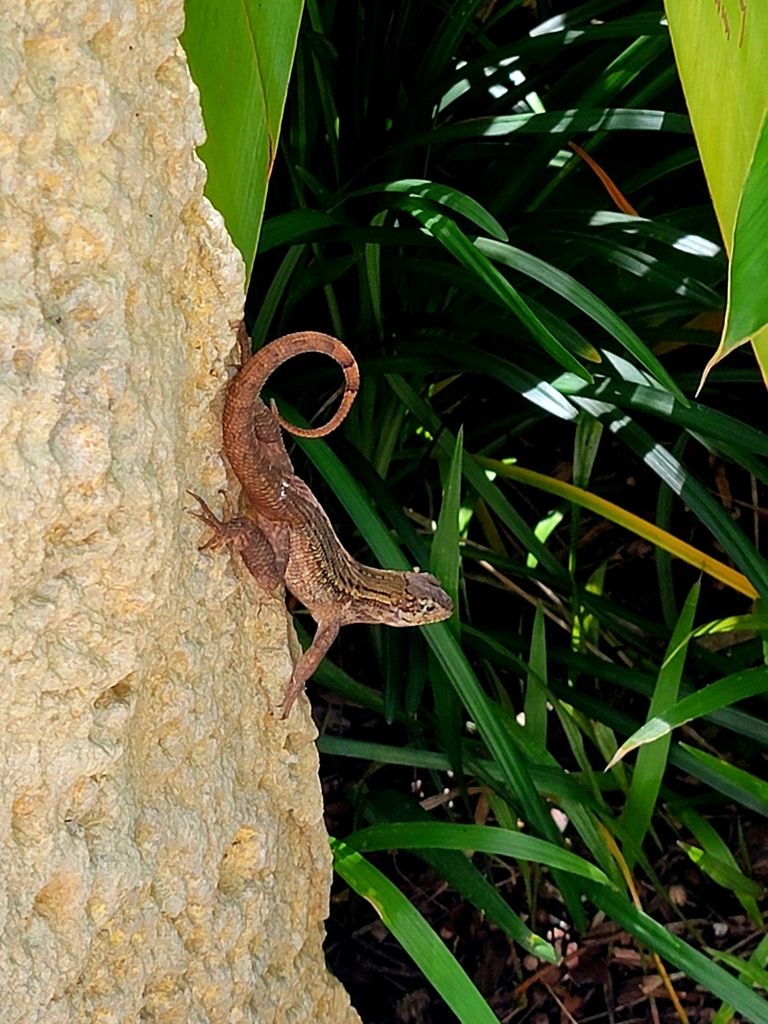 Northern Curly-tailed Lizard from Nassau, The Bahamas on September 3 ...